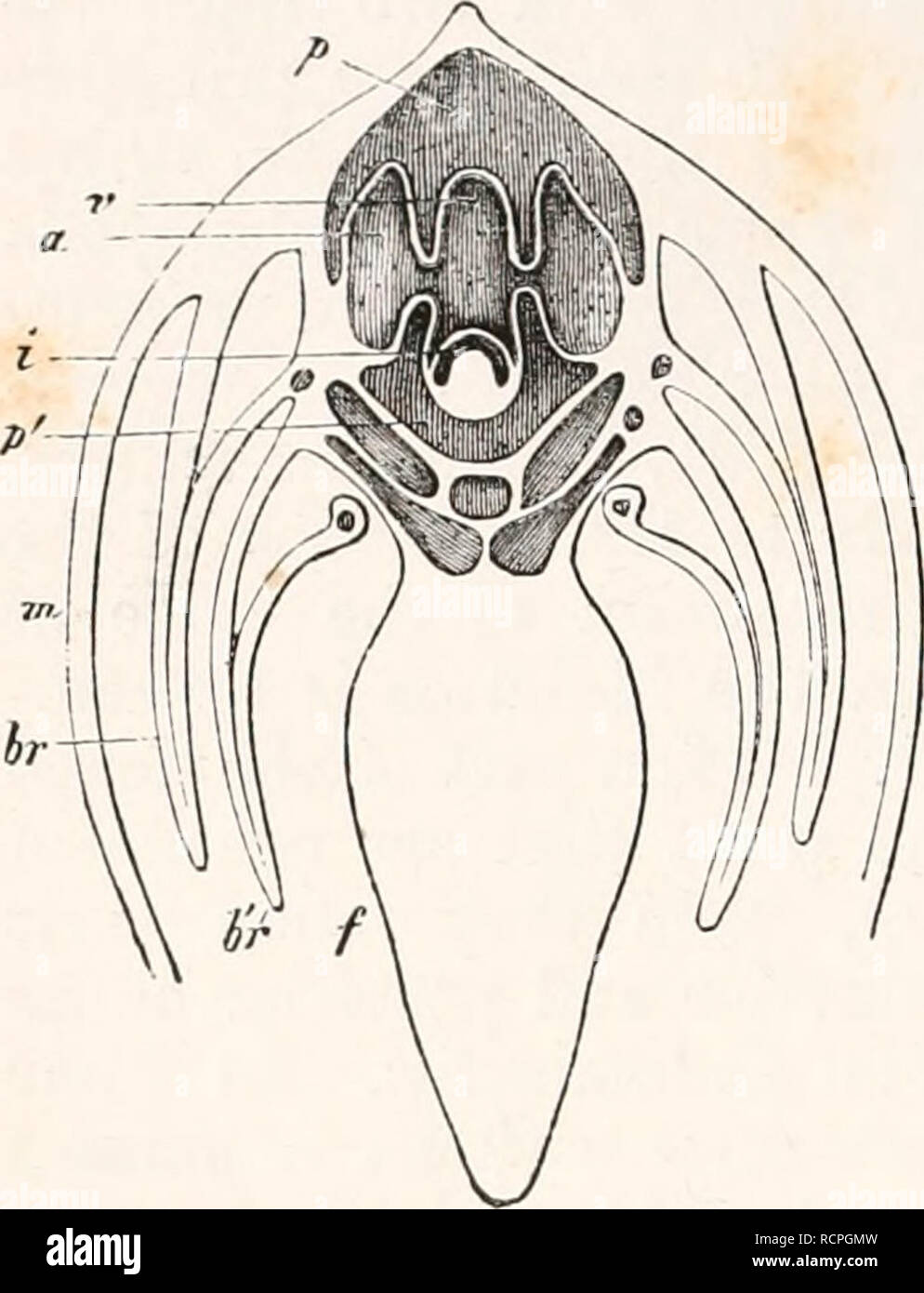 . Elements of comparative anatomy. Anatomy, Comparative. 370 COMPAEATIVE ANATOMY.. Fig. 196 ...