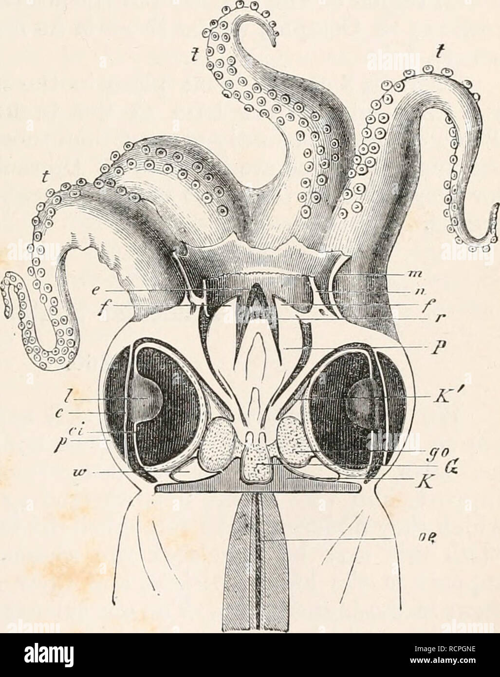 . Elements of comparative anatomy. Anatomy, Comparative. INTERNAL ...