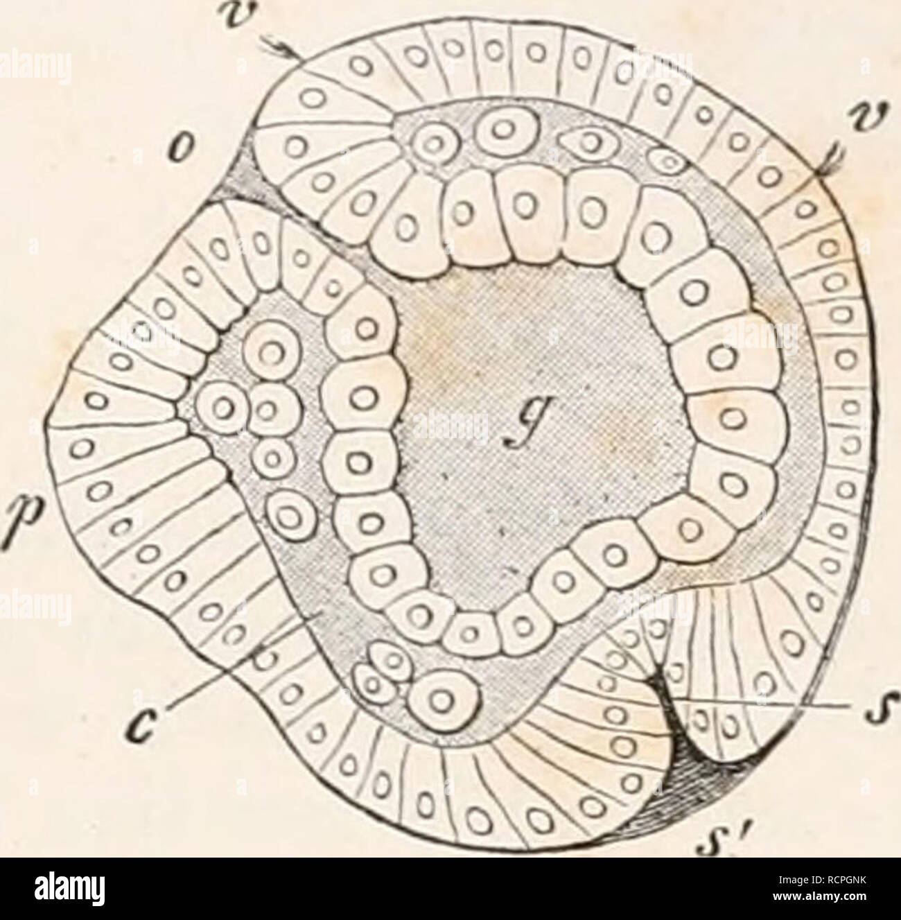 . Elements of comparative anatomy. Anatomy, Comparative. THE SHELL OE ...