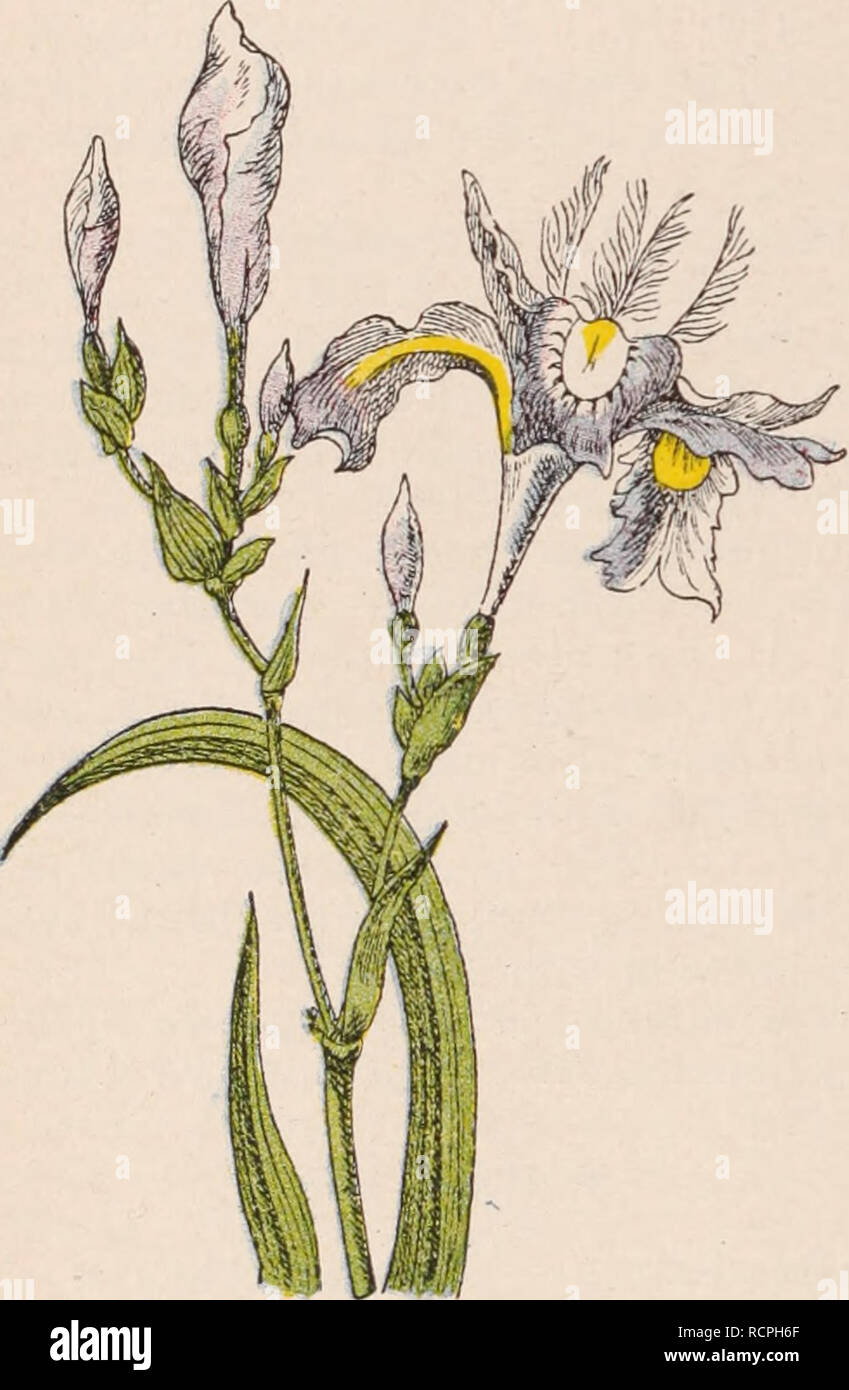 Iris xiphioides hi-res stock photography and images - Alamy