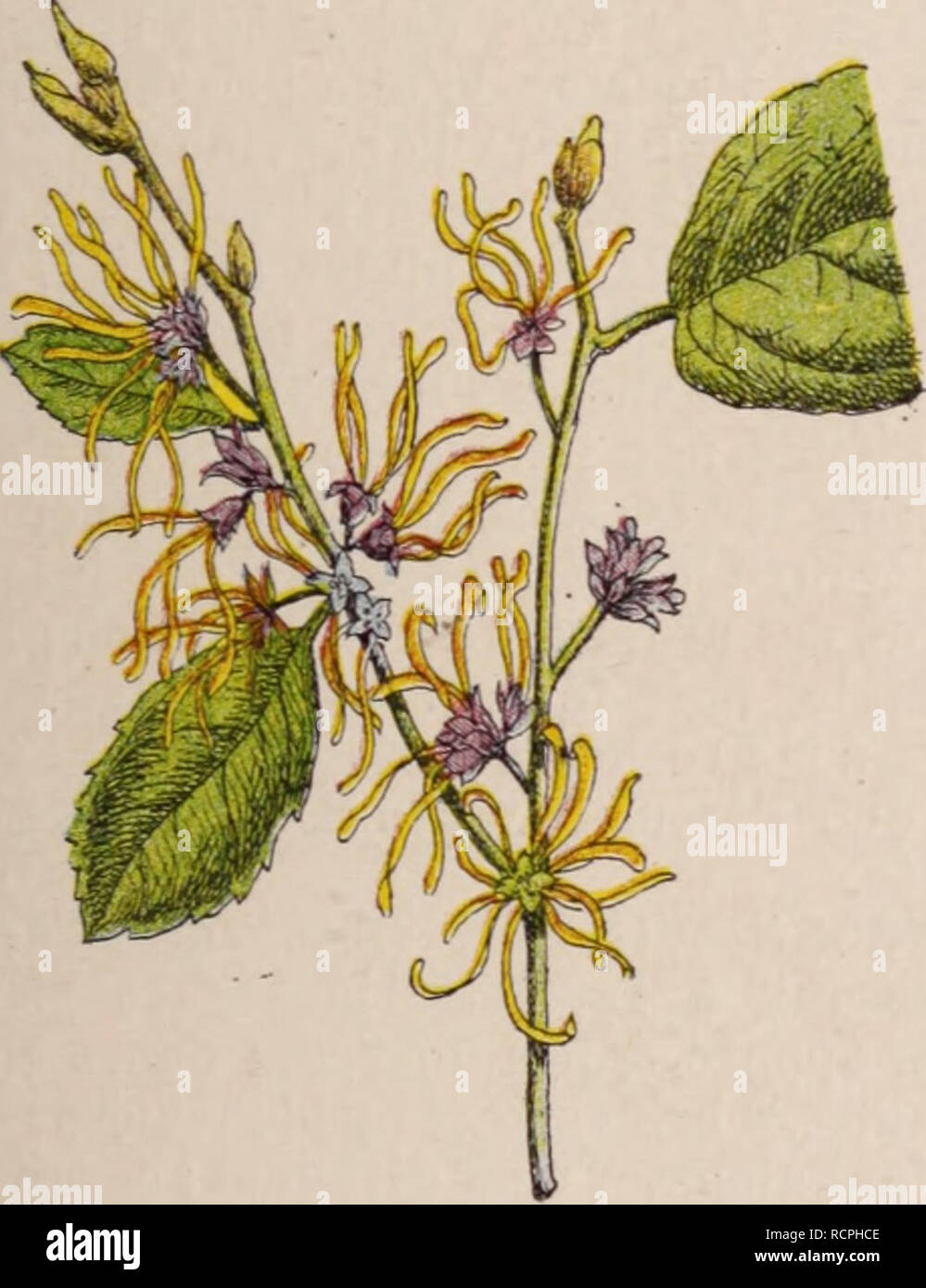 . Dictionnaire d'horticulture illustrÃ© / par D. Bois prÃ©face de ...