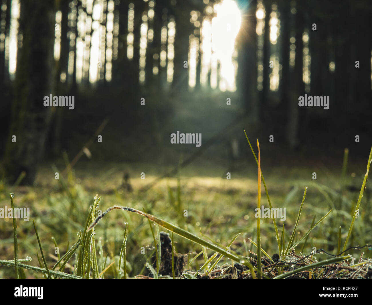 Ray of light shining through bare trees of a forest, meadow in ...