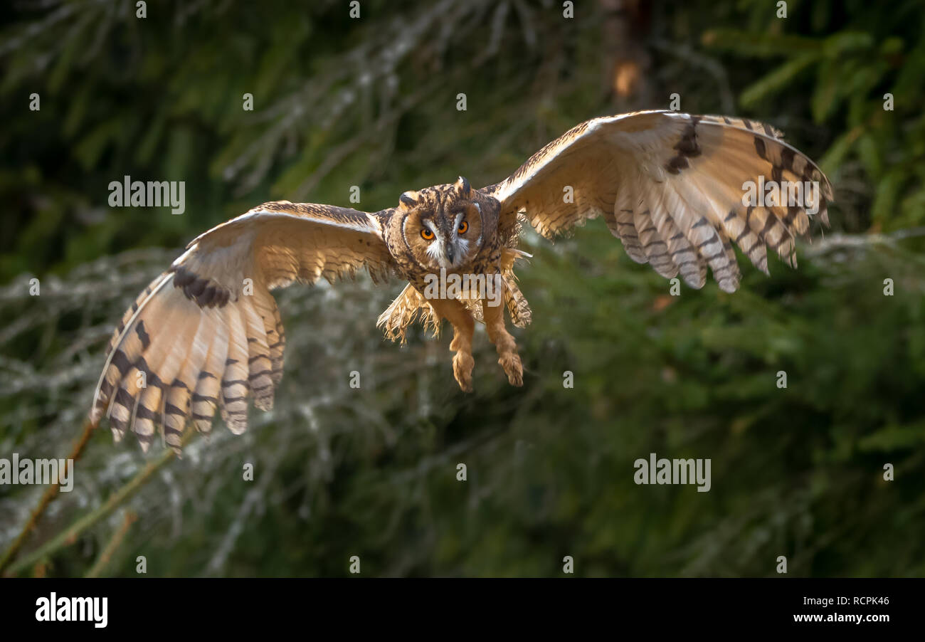 The long-eared owl, also known as the northern long-eared owl, is a ...