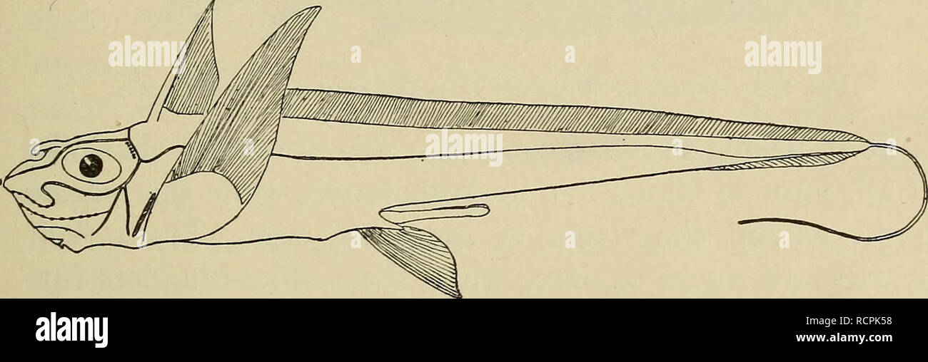 . Elements of comparative zoology. Zoology. FISHES. 325 Order III ...