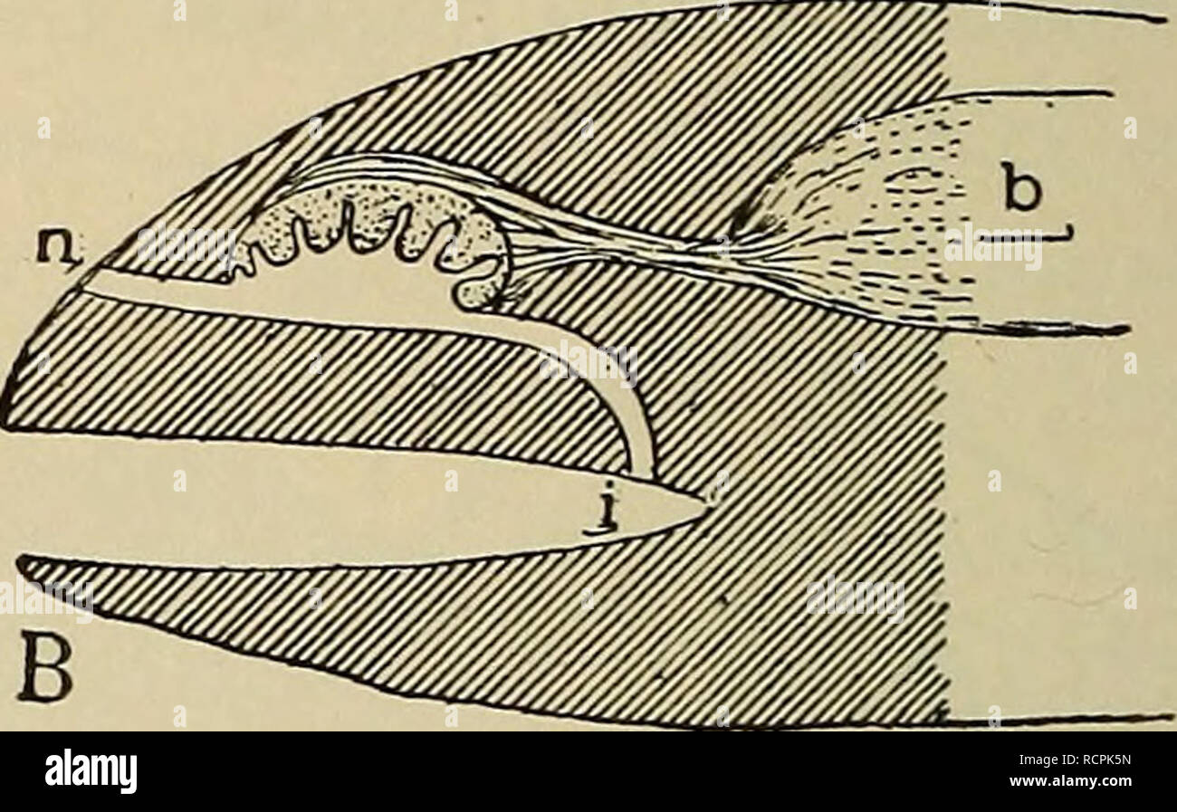 . Elements of comparative zoology. Zoology. Fig tebrates 111.âRelations ...