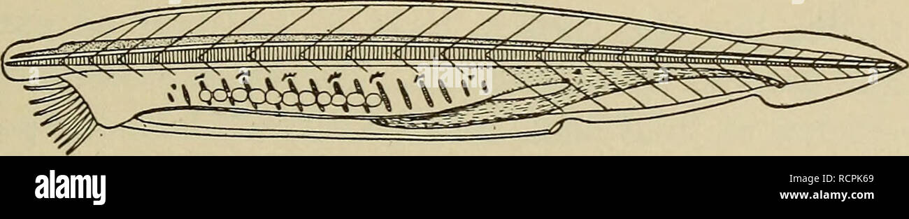 . Elements of comparative zoology. Zoology. Fig. 99.—A simple Tunicate ...