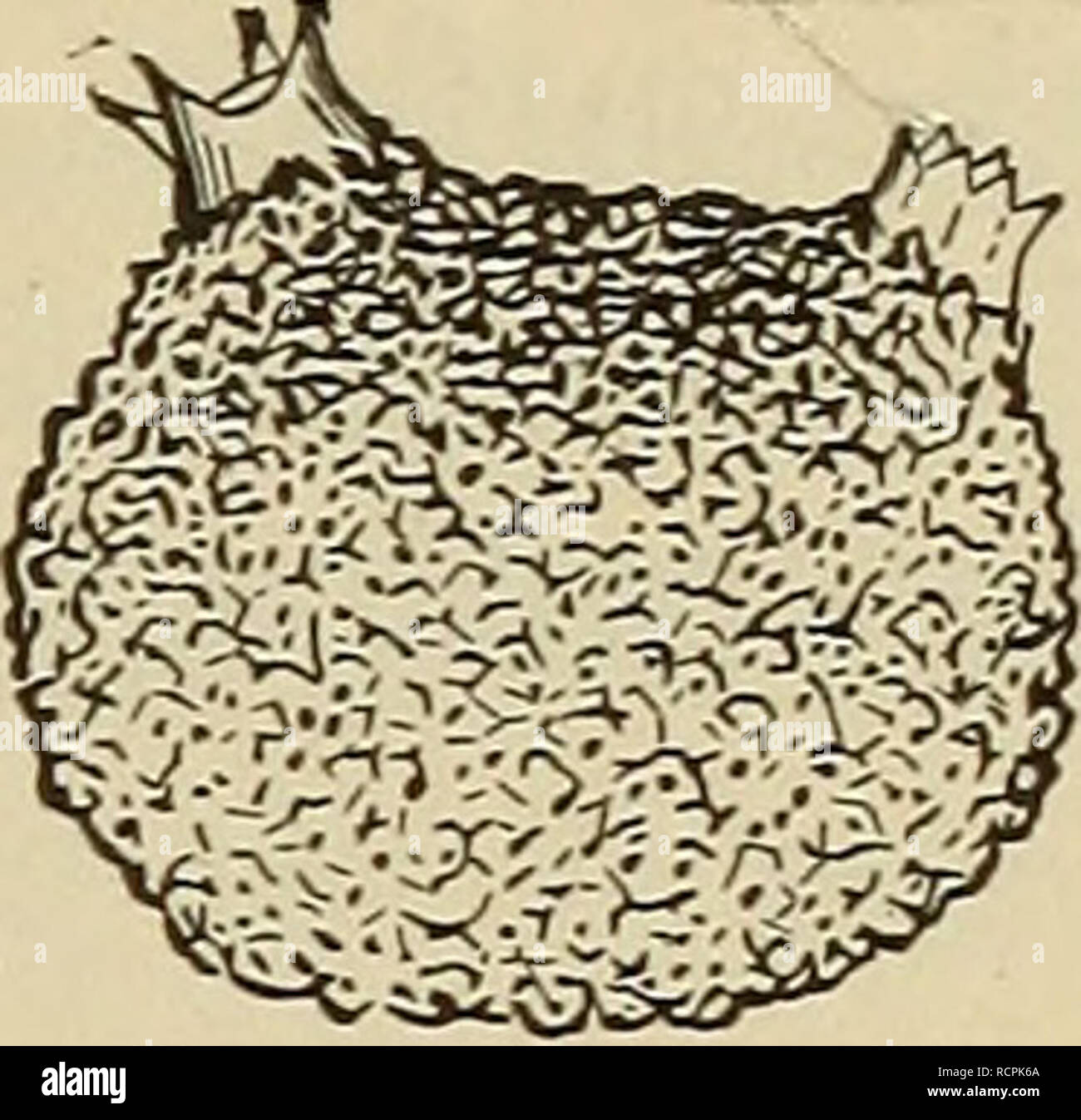 Molgula manhattensis hi-res stock photography and images - Alamy