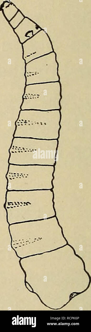 Bot fly larvae hi-res stock photography and images - Alamy