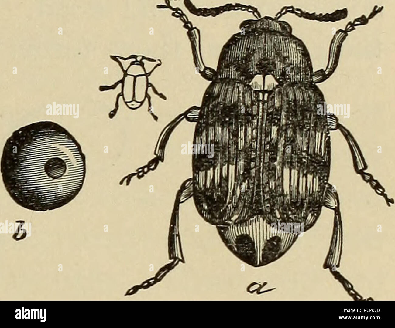 . Elements of comparative zoology. Zoology. INSECTS. 253 potato-beetle ...