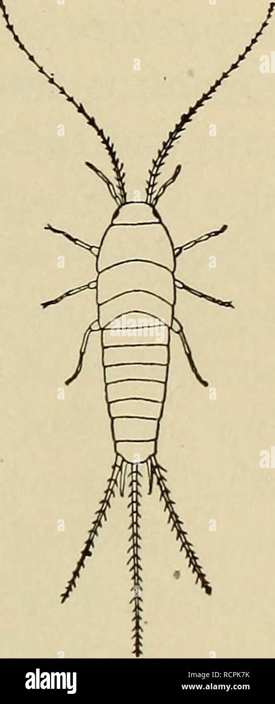 . Elements of comparative zoology. Zoology. INSECTS. 243 Order I ...
