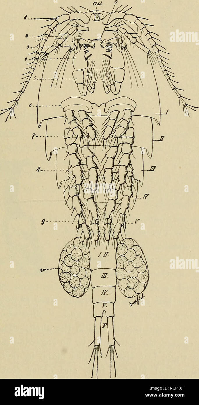Copepoda Anatomy