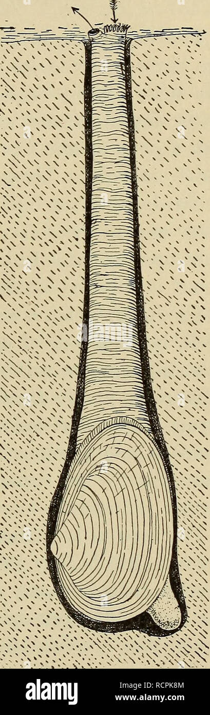 Double siphon hi-res stock photography and images - Alamy