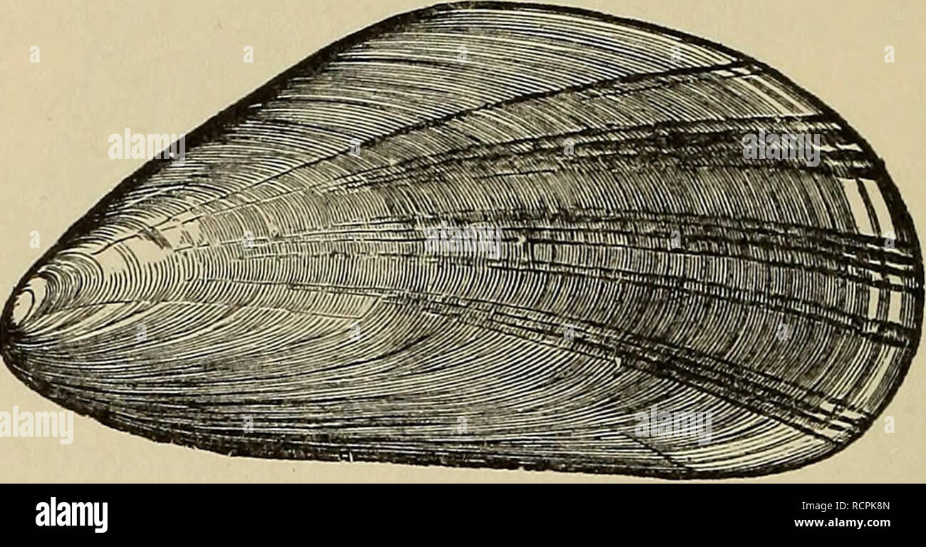 . Elements of comparative zoology. Zoology. 206 SYSTEMATIC ZOOLOGY ...