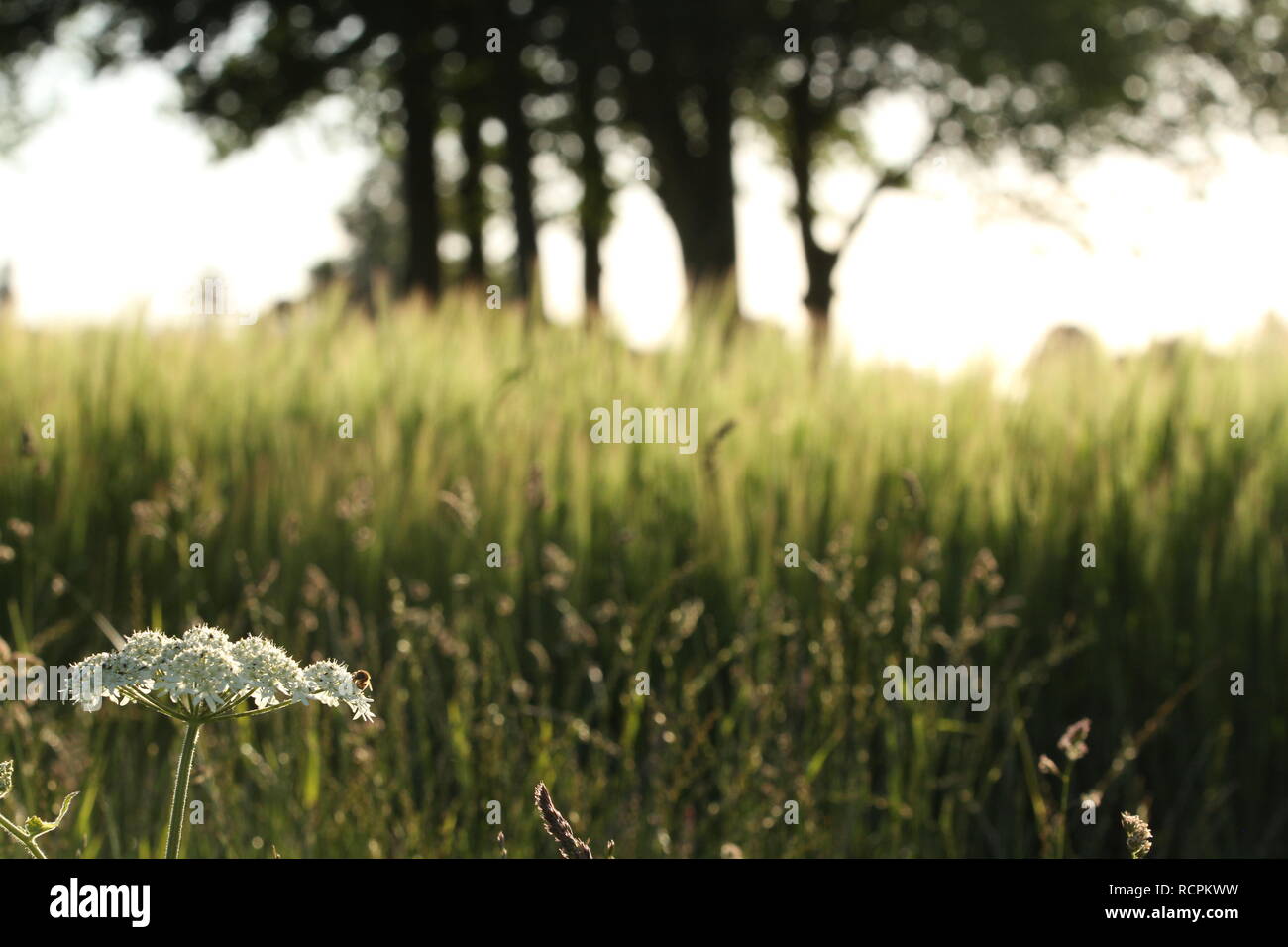 Bee meadow plant hi-res stock photography and images - Alamy