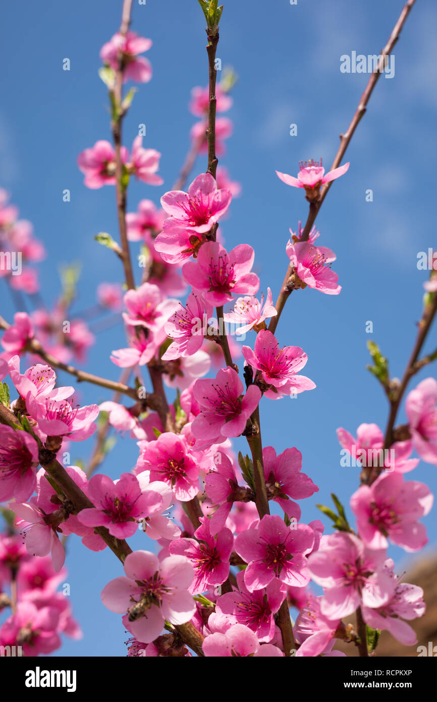 Flowering cherry against a blue sky. Cherry blossoms. Spring background ...