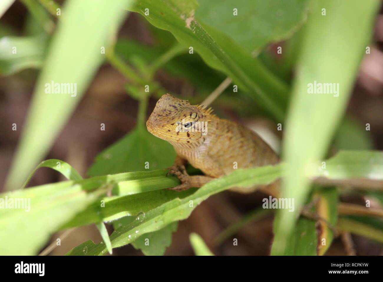 Lizard of the Leaves Stock Photo - Alamy