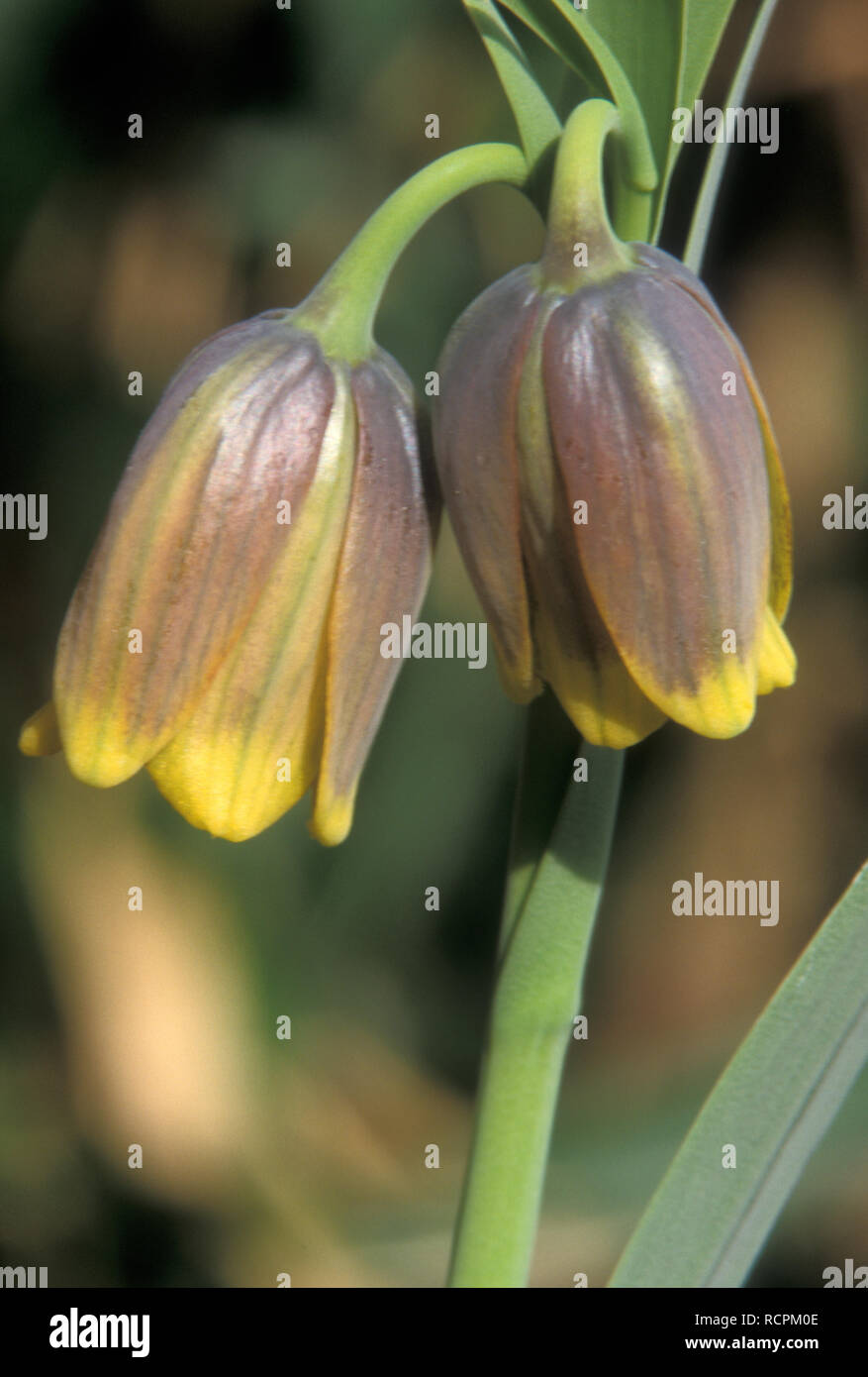 Plant Ova High Resolution Stock Photography and Images - Alamy