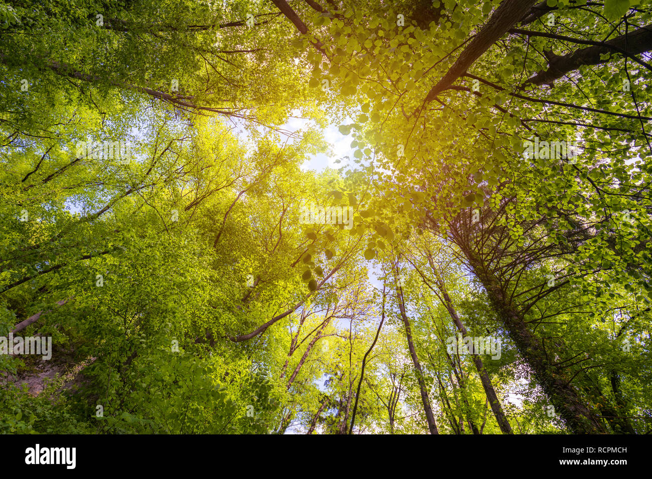 Green forest. Tree with green Leaves and sun light. Bottom view ...