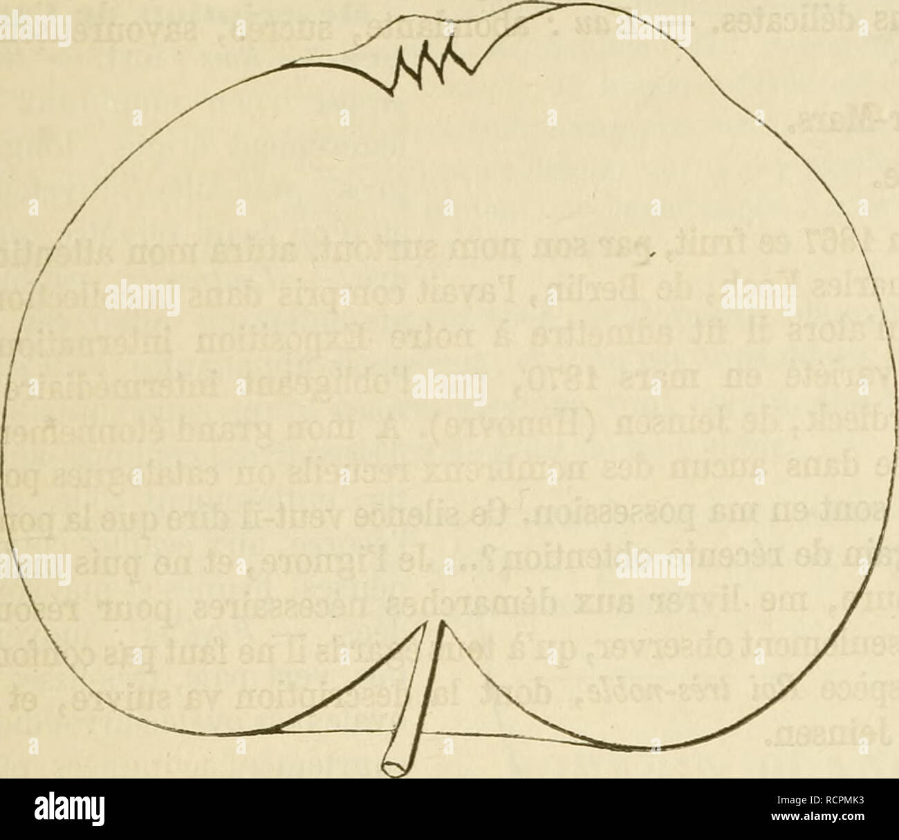 Planta de tela hi-res stock photography and images - Alamy