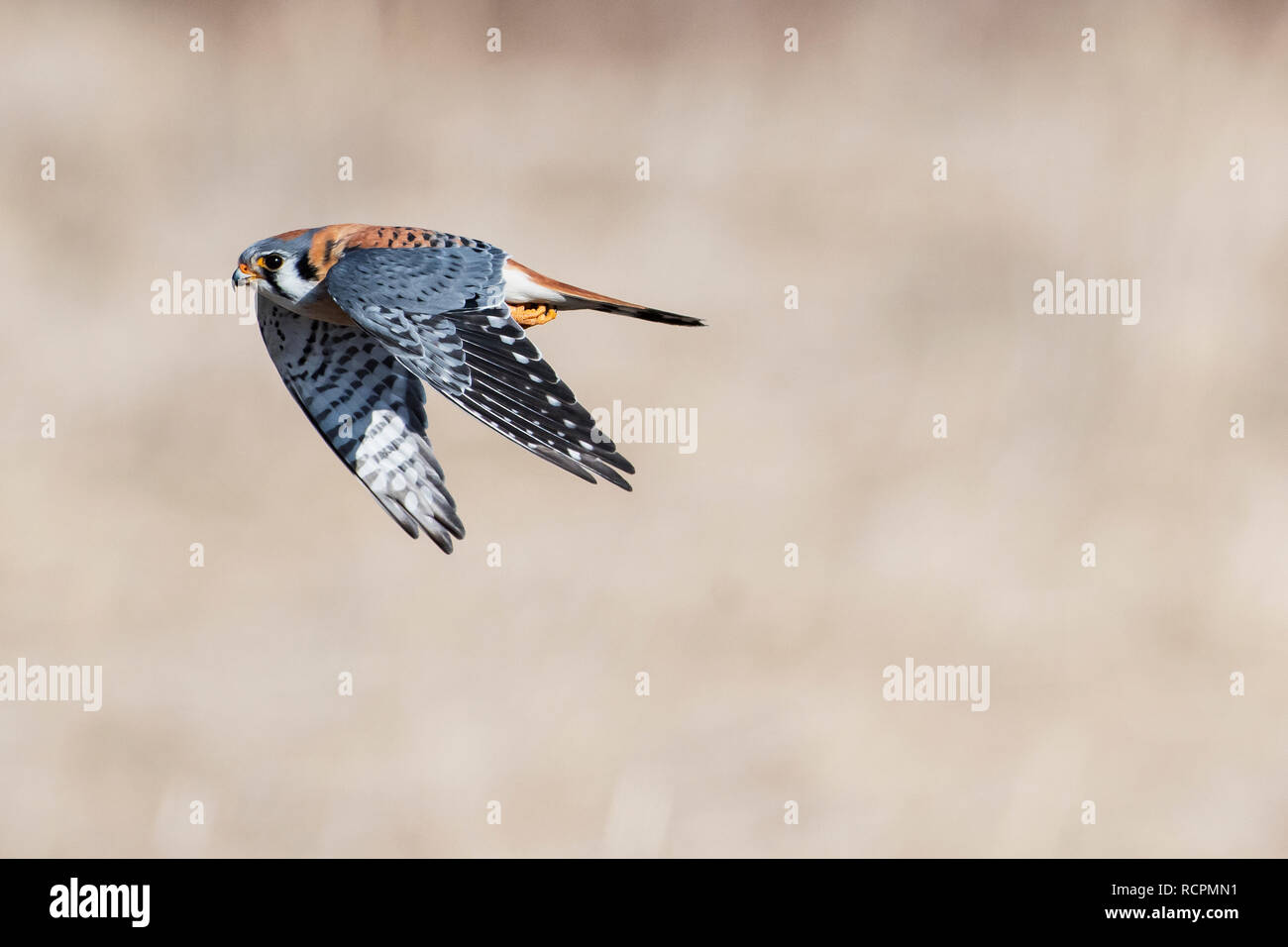 American kestrel flight Stock Photo - Alamy