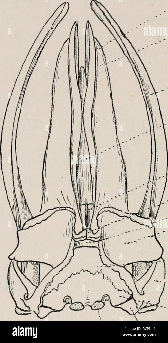 Os triangulaire hi-res stock photography and images - Alamy