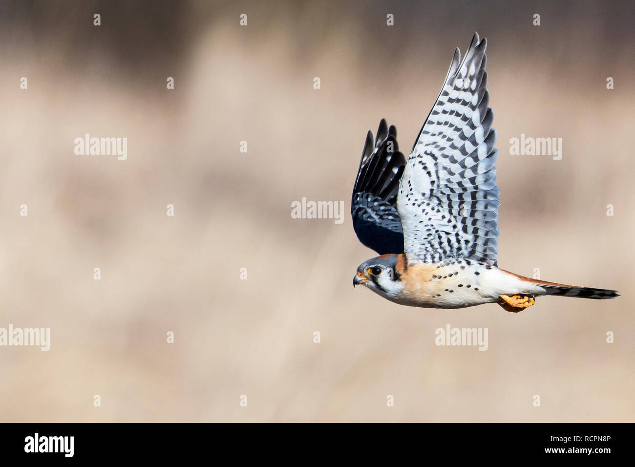 American kestrel flight Stock Photo - Alamy