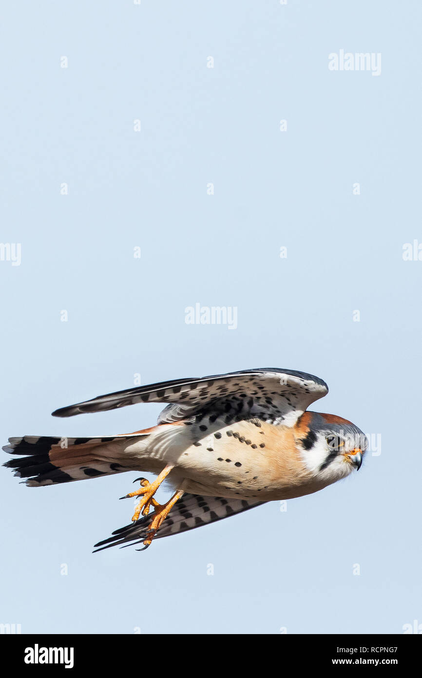 American kestrel in flight Stock Photo - Alamy