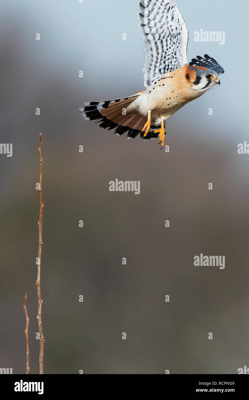 American kestrel flight Stock Photo - Alamy