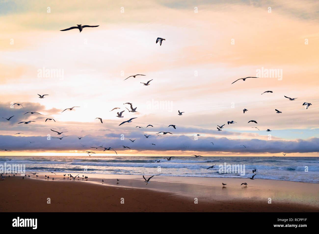 Birds ocean sunset hi-res stock photography and images - Alamy