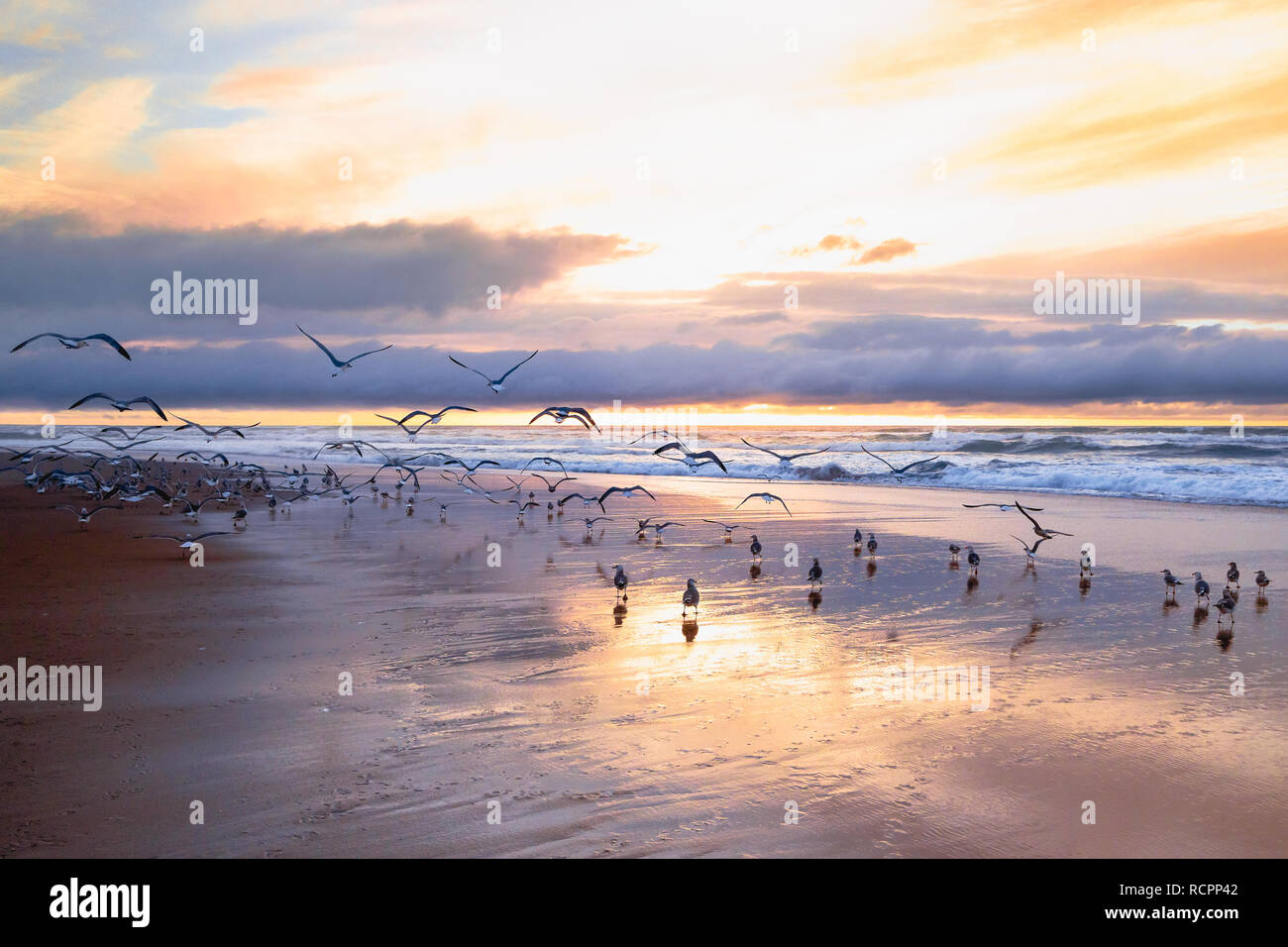 Birds ocean sunset hi-res stock photography and images - Alamy