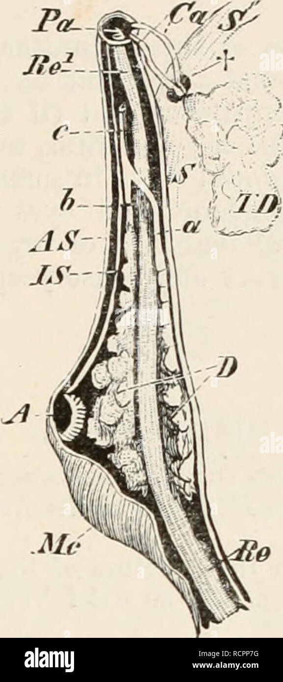 Jacobsons organ hi-res stock photography and images - Alamy