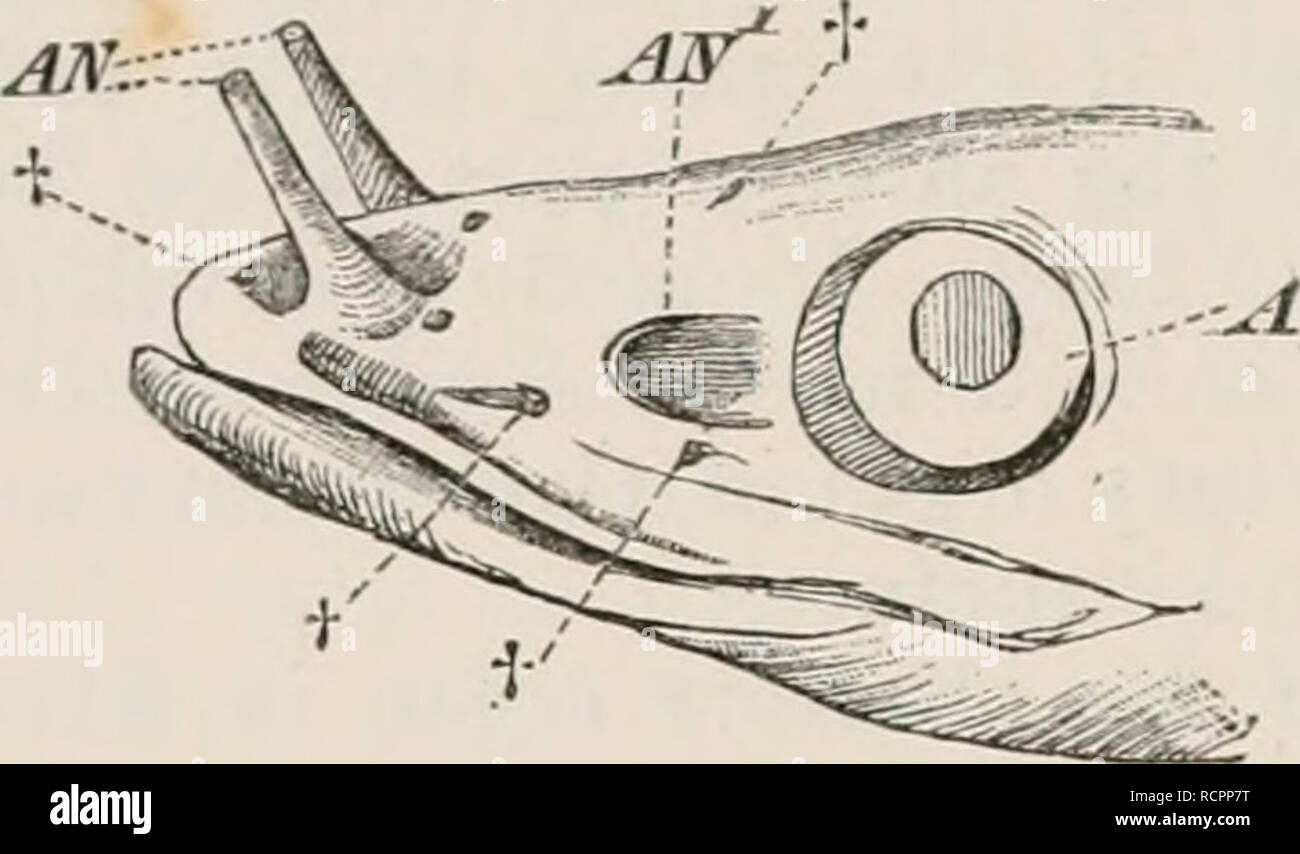 . Elements of the comparative anatomy of vertebrates. Anatomy ...