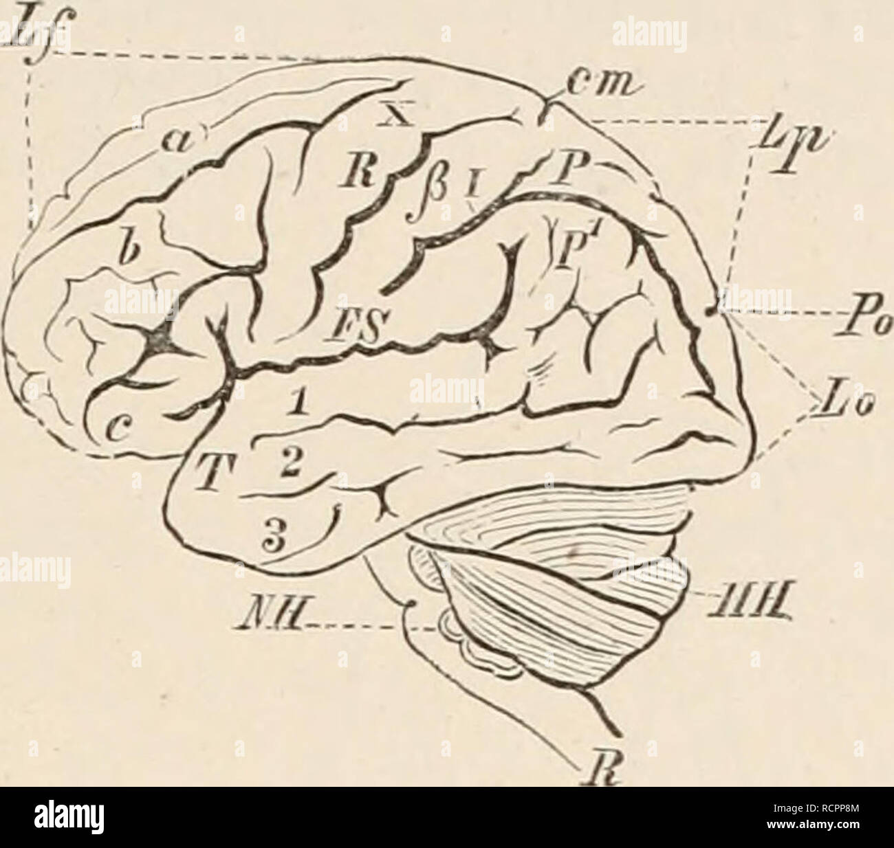 Frontal gyri hi-res stock photography and images - Alamy