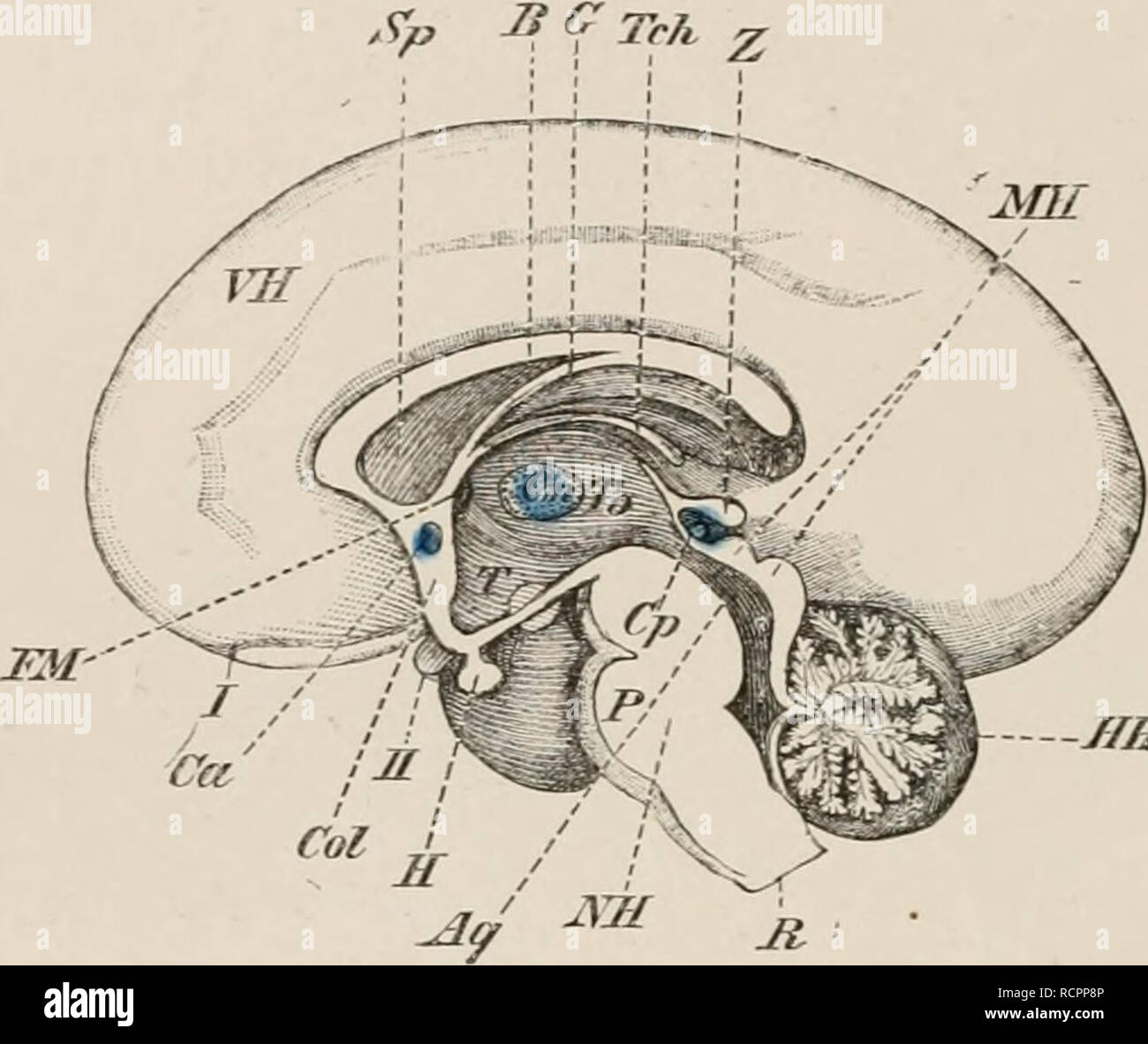 . Elements of the comparative anatomy of vertebrates. Anatomy ...