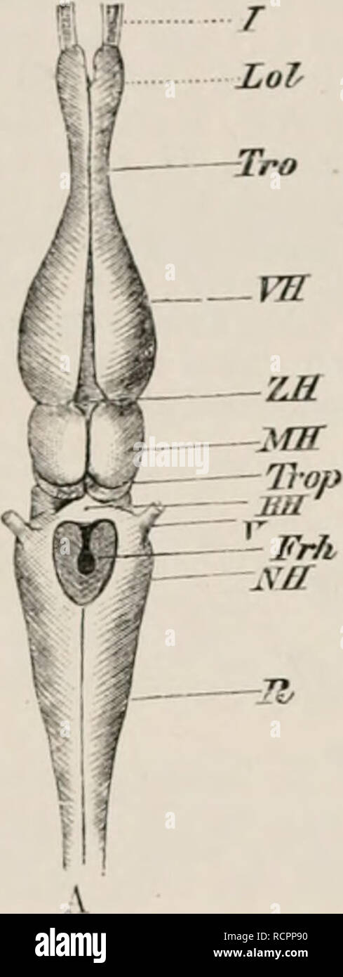 Gymnophiona hi-res stock photography and images - Alamy