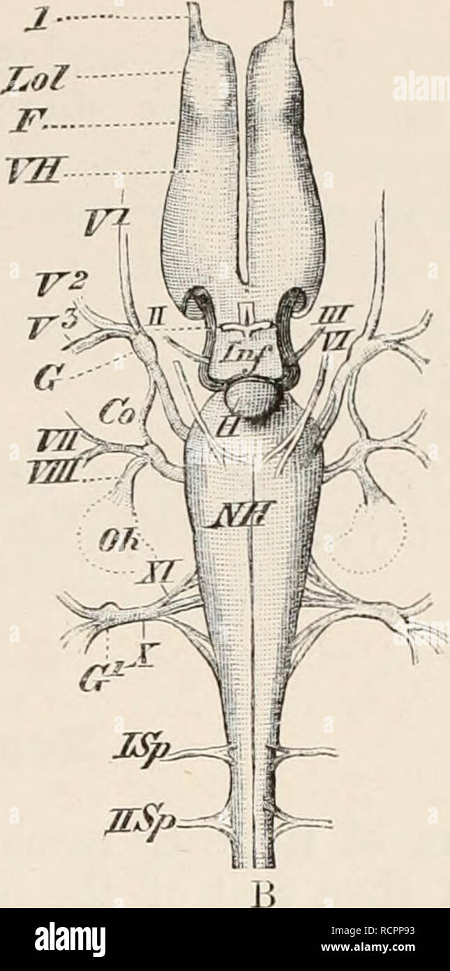 . Elements of the comparative anatomy of vertebrates. Anatomy ...