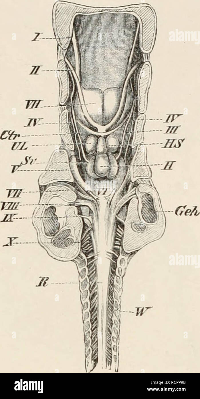 . Elements of the comparative anatomy of vertebrates. Anatomy ...