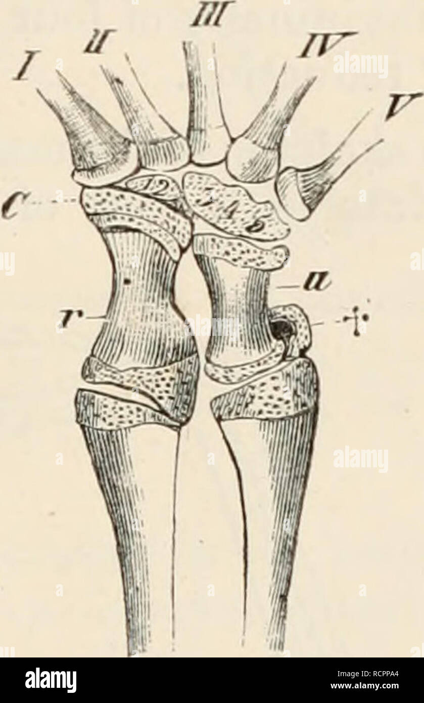 Distal row of carpal bones hi-res stock photography and images - Alamy