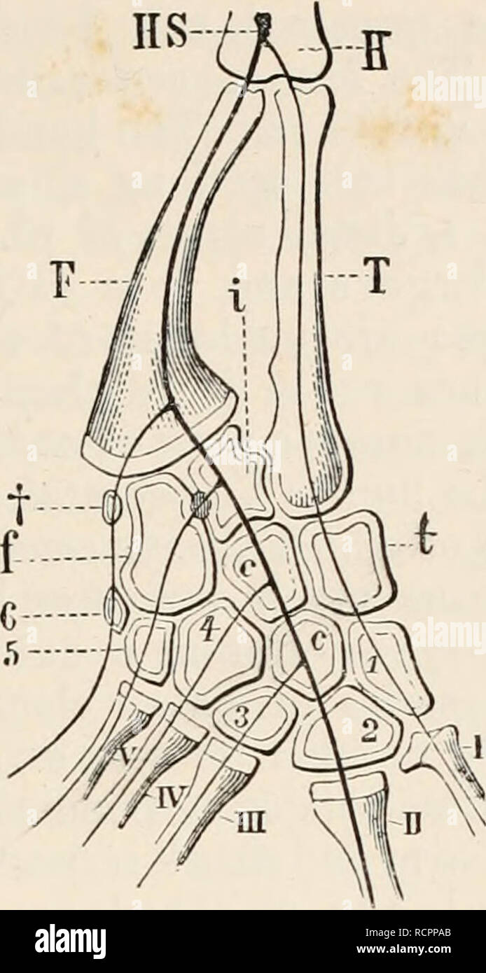 Axial fibula hi-res stock photography and images - Alamy