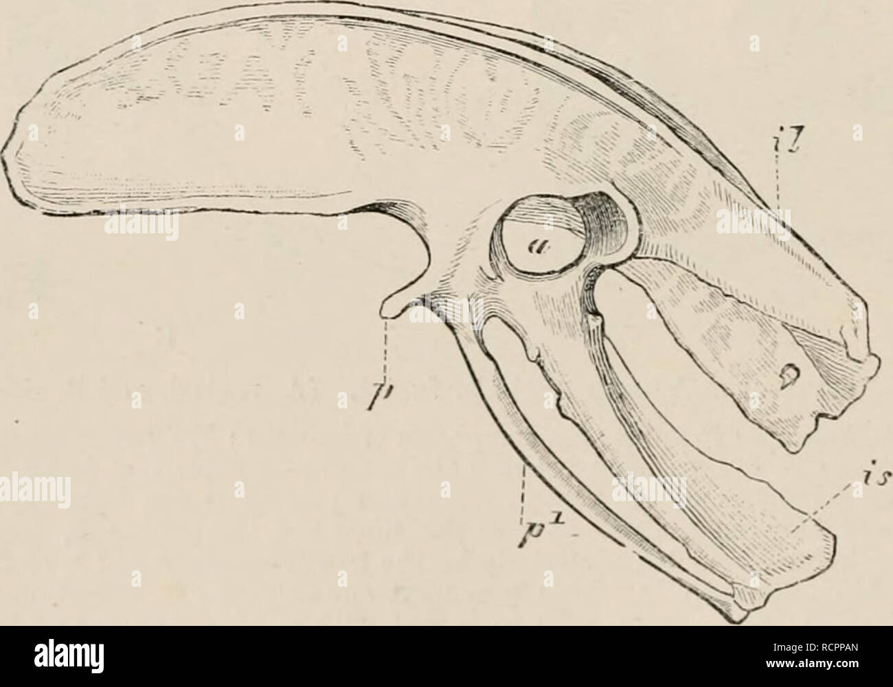 . Elements of the comparative anatomy of vertebrates. Anatomy ...