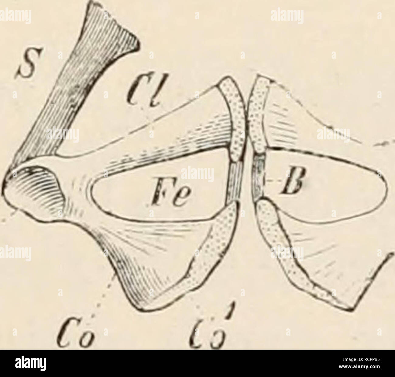 . Elements of the comparative anatomy of vertebrates. Anatomy ...