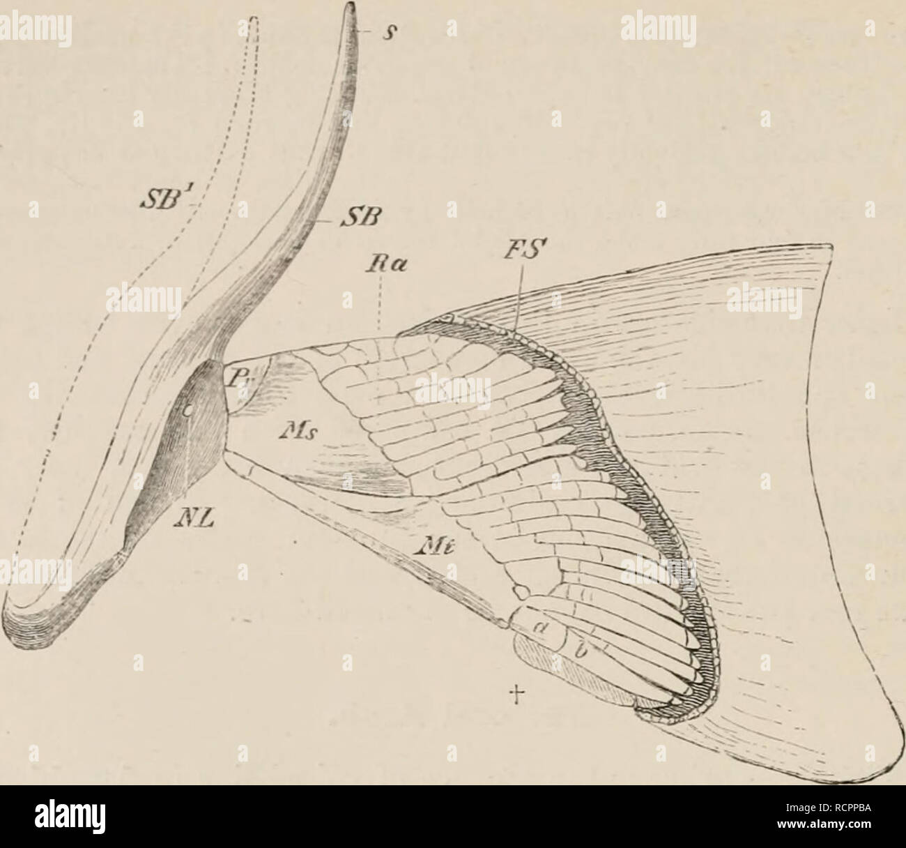 . Elements of the comparative anatomy of vertebrates. Anatomy ...
