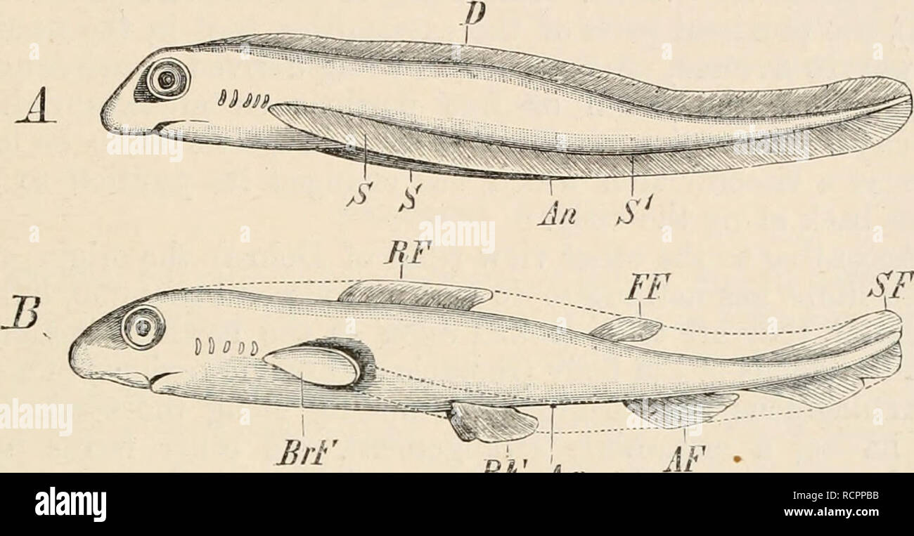 . Elements of the comparative anatomy of vertebrates. Anatomy ...