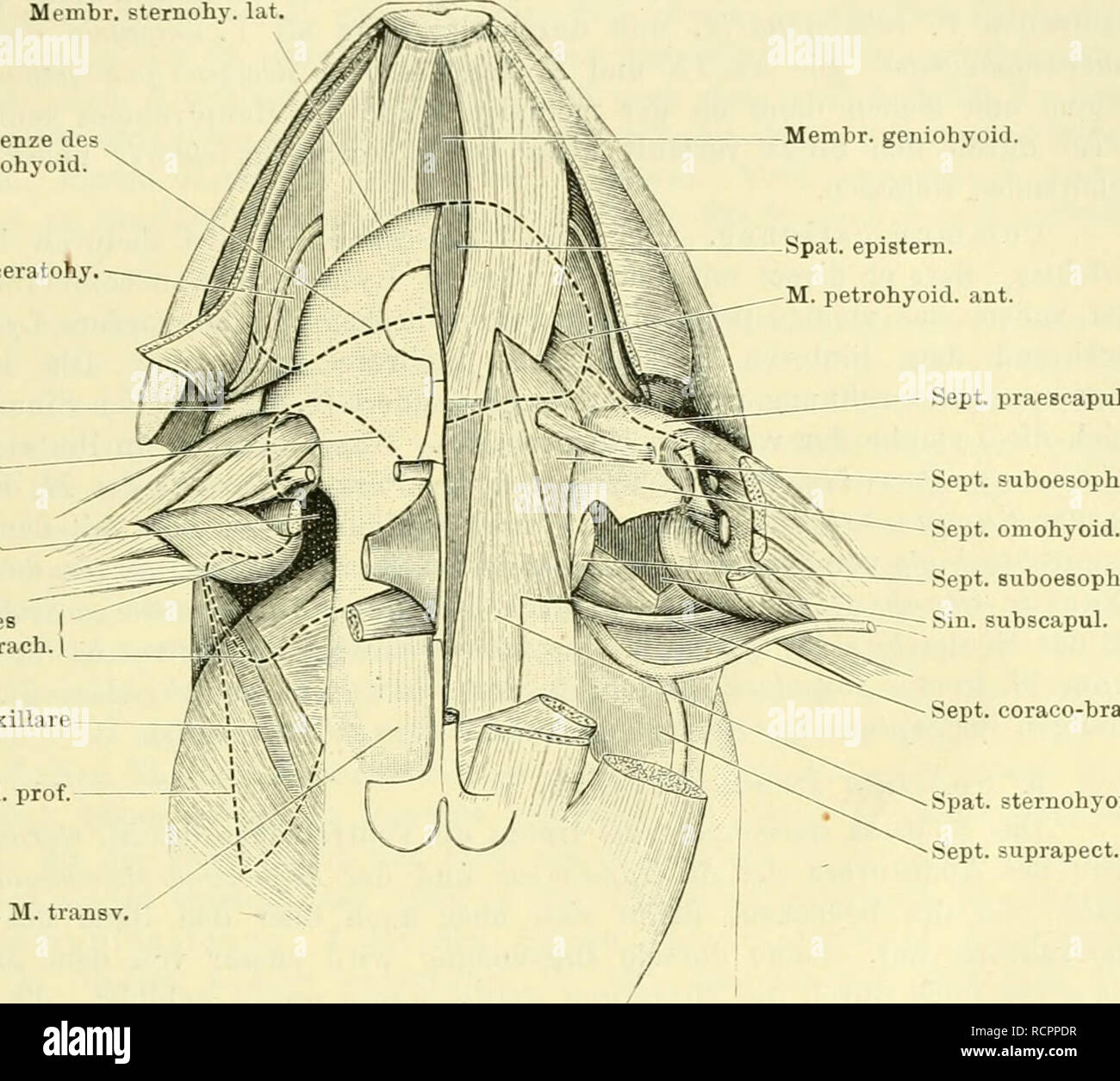 Anatomie des rumpfes hi-res stock photography and images - Alamy