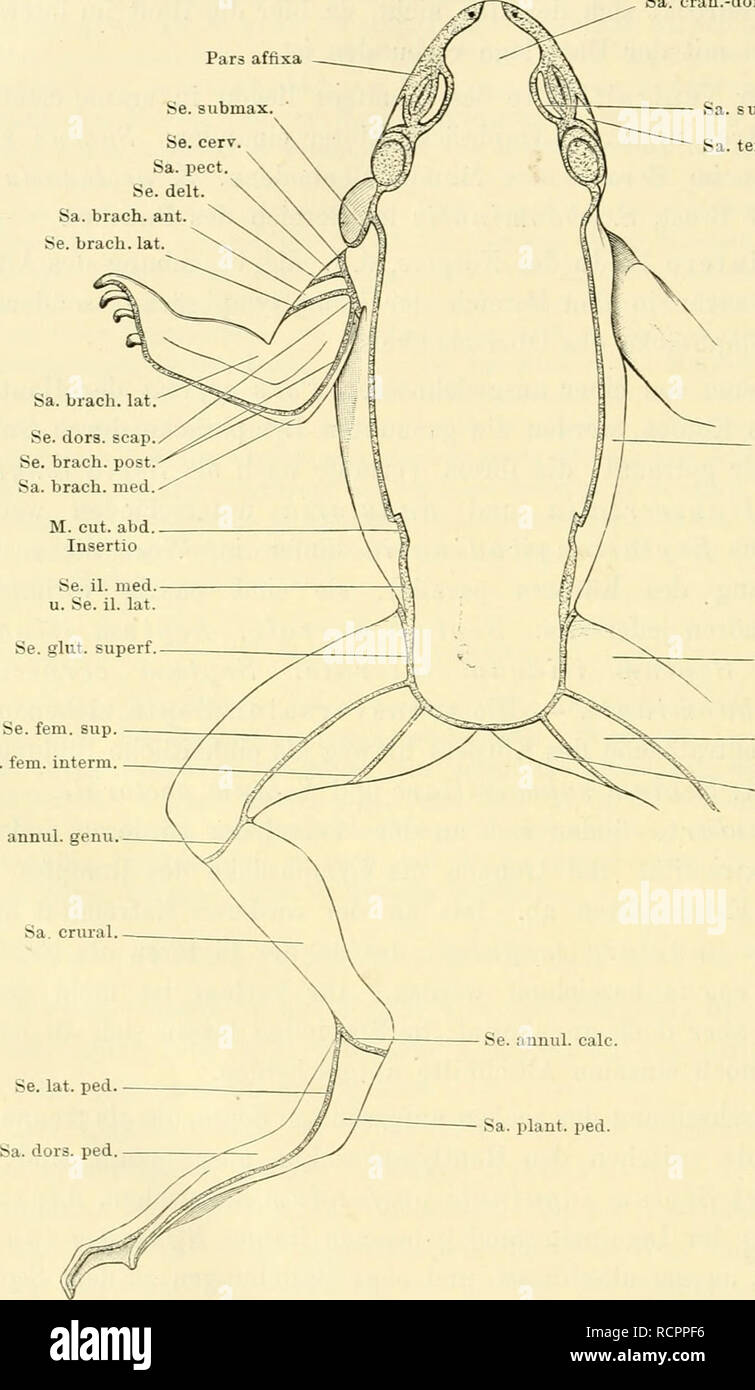 Rana temporal hi-res stock photography and images - Alamy