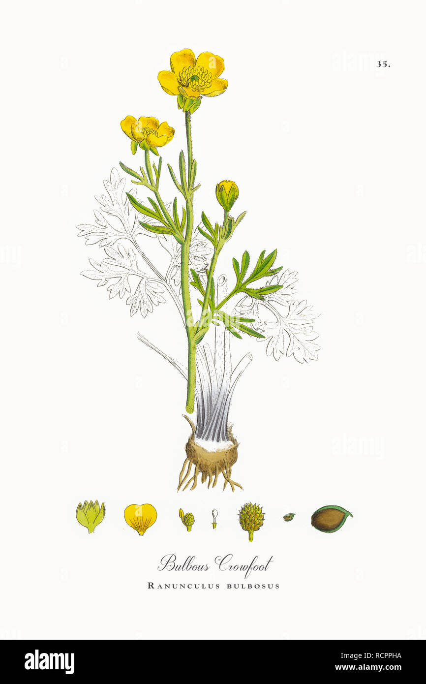 Antique Hand-Colored Victorian Botanical Illustration, Circa 1863 Stock ...