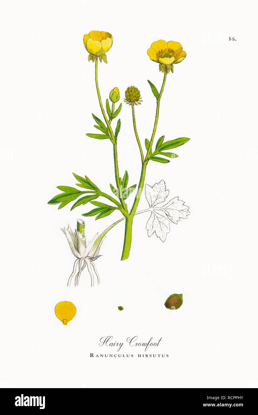 Antique Hand-Colored Victorian Botanical Illustration, Circa 1863 Stock ...