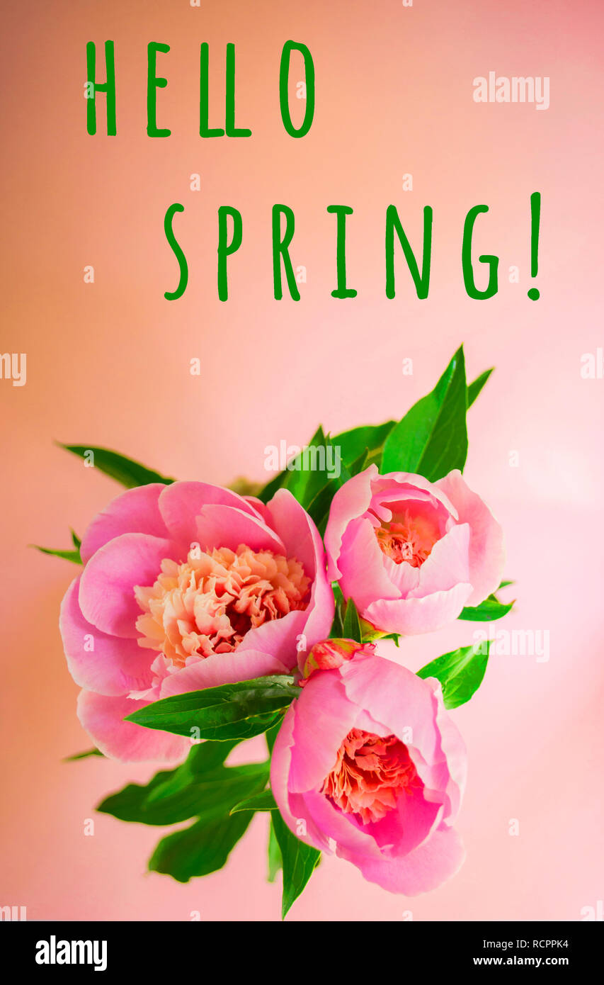 Top view of beautiful peonies on pink background. Hello Spring concept ...