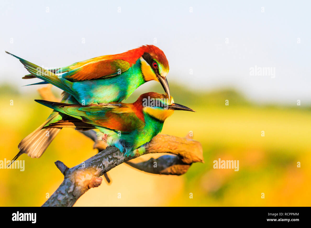 Two color beak hi-res stock photography and images - Alamy
