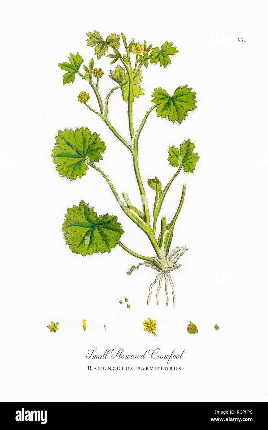 Antique Hand-Colored Victorian Botanical Illustration, Circa 1863 Stock ...